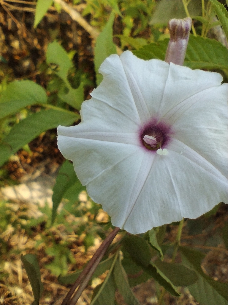 Arrow-leafed Morning Glory from 352, Hyderguda, Nalanda Nagar ...