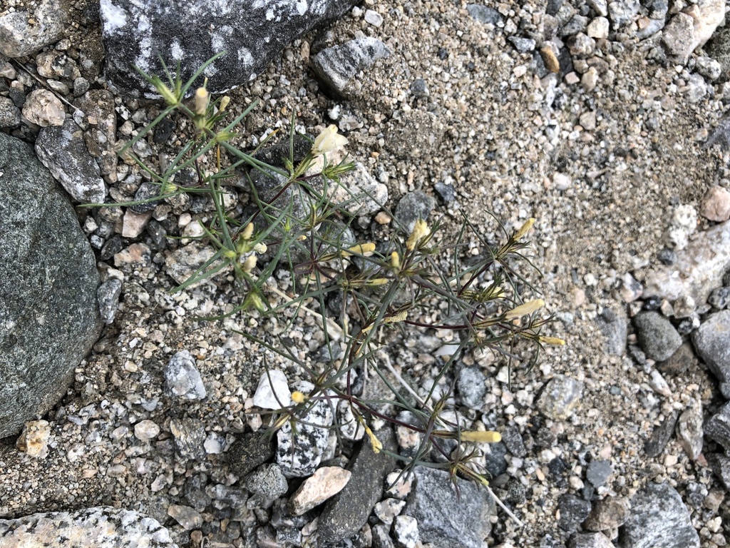 Jones' Linanthus from Indio, CA, US on March 20, 2019 at 11:42 AM by ...