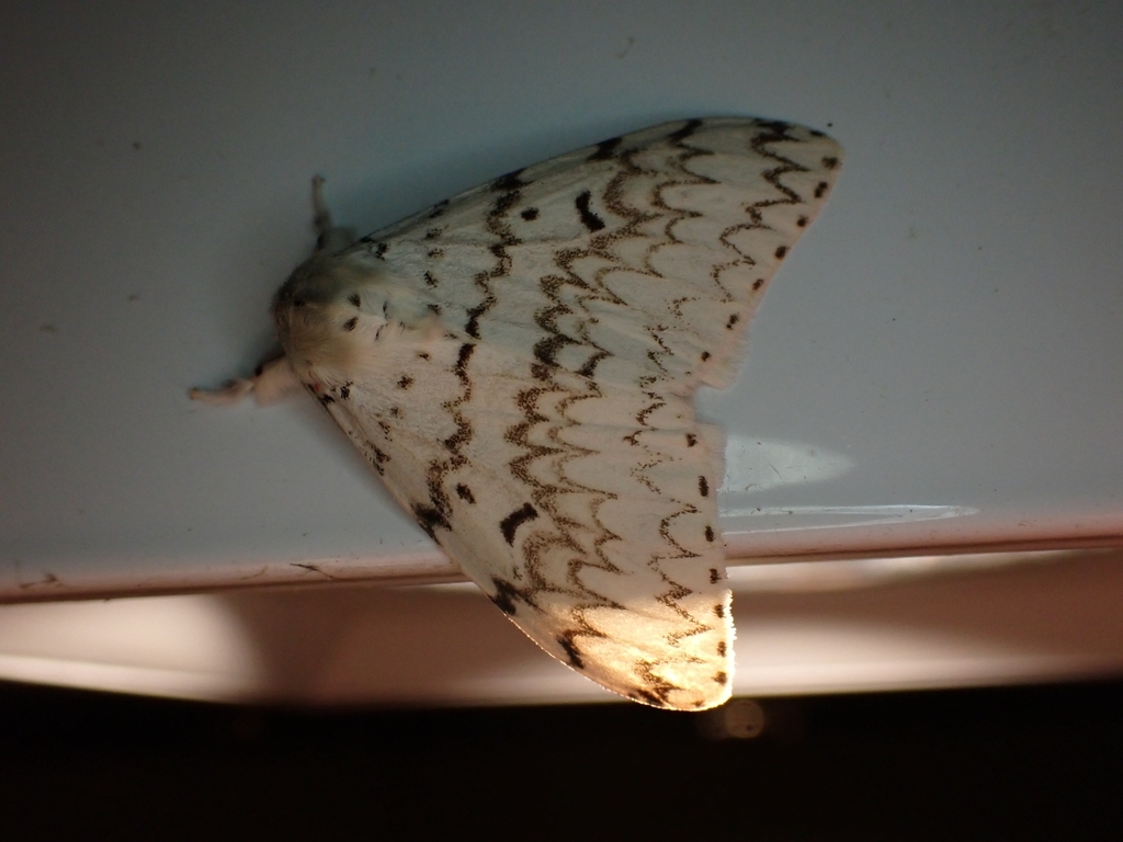 Lymantria brotea brotea from R7F6+VJ, Dusun Blimbingsari, Tamansari ...