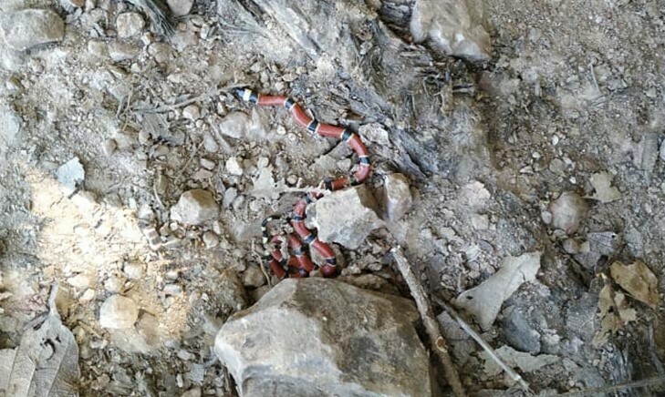 West Mexican Coralsnake from El guayabo, San Andrés Milpillas ...