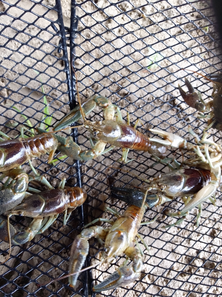 Rusty Crayfish from West Grey, ON, Canada on May 3, 2024 at 01:42 PM by ...