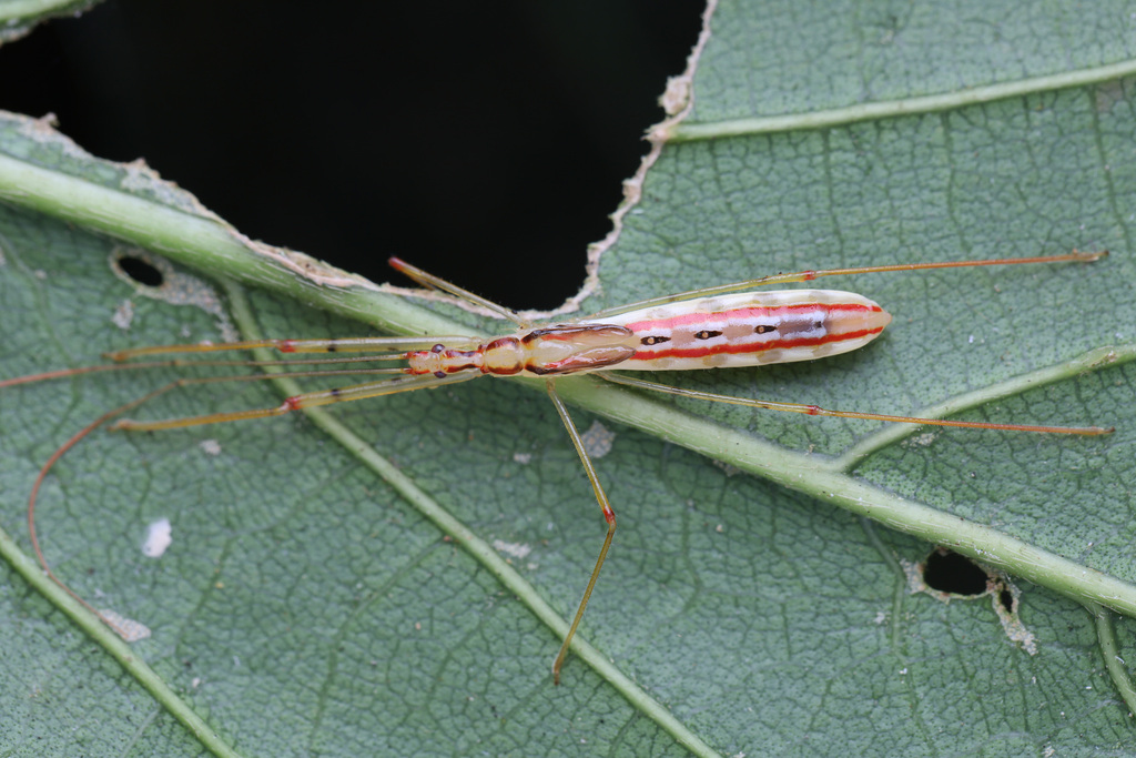 Endochopsis from 中國尖峰岭国家森林公园 on April 3, 2024 by Yifei Huang · iNaturalist