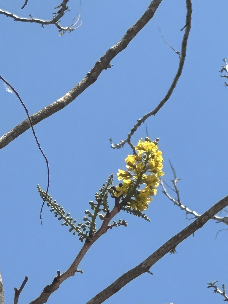 Cenostigma gaumeri from Calle 20, Dzoyaxché, Yuc., MX on May 3, 2024 at ...