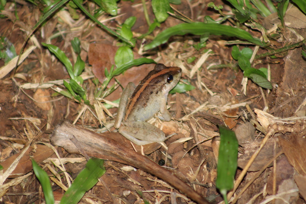 Fitzinger's Robber Frog from Provincia de Guanacaste, Santa Cruz, Costa ...