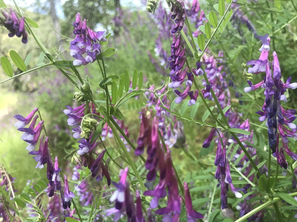 hairy vetch from Moore Creek Park, Saint Helena, CA, US on April 28 ...