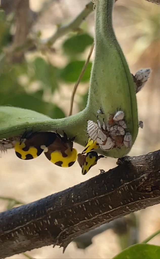 Mexican Treehopper from Villa de Álvarez, Colima, Mexico on April 27 ...