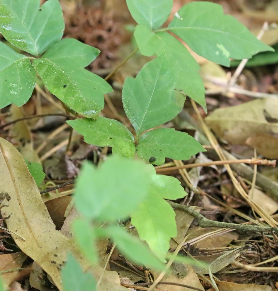 eastern poison ivy from San Jacinto County, TX, USA on April 6, 2024 at ...