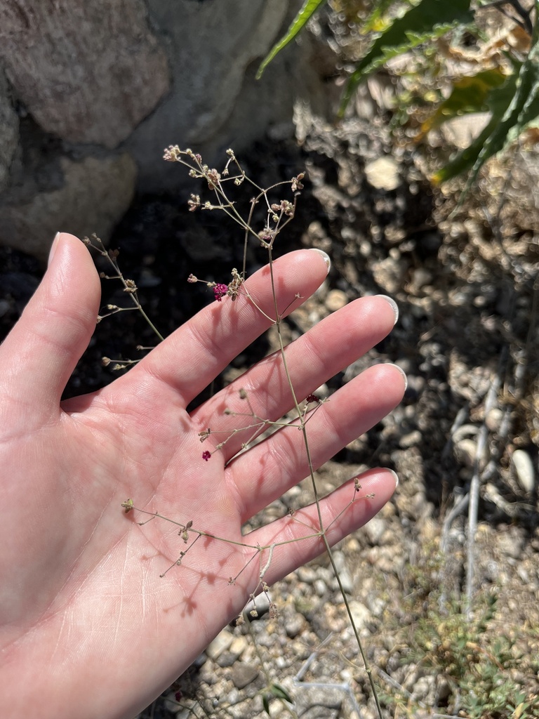 scarlet spiderling from Coronado National Forest, Tucson, AZ, US on May ...