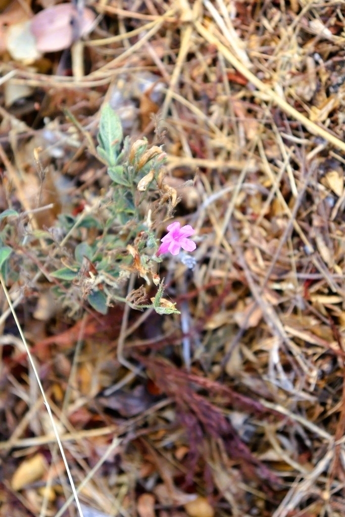 hierba del toro desde Las Granjas, Tuxtla Gutiérrez, Chis., México el ...