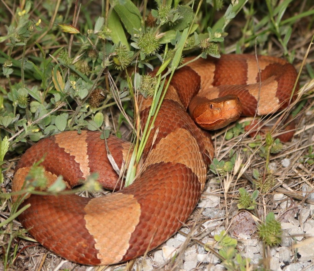 Broad-banded Copperhead in April 2019 by dannysanders · iNaturalist