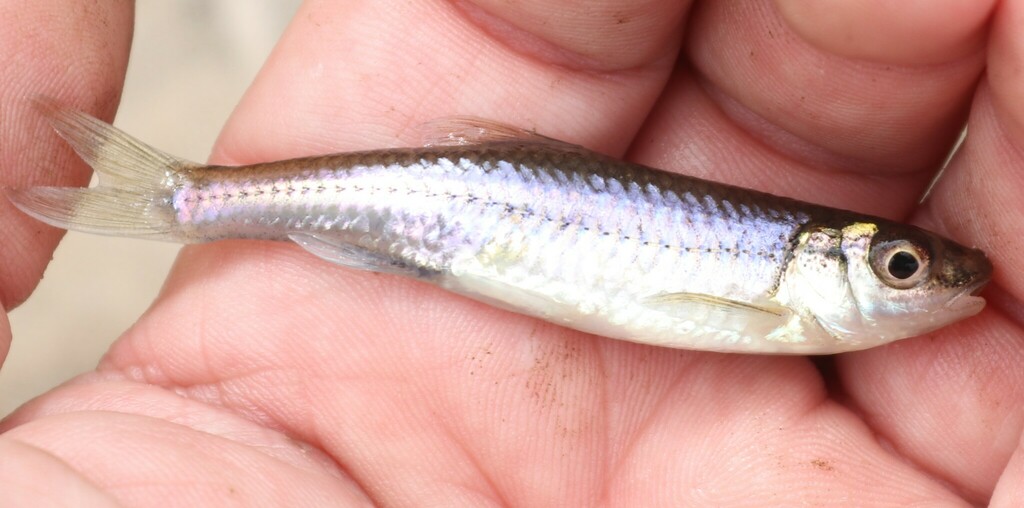 True Minnows from Oil City, PA 16301, USA on May 4, 2024 at 10:58 AM by ...