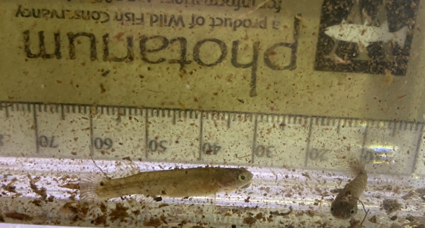 Mangrove Rivulus in May 2024 by notopteridae · iNaturalist