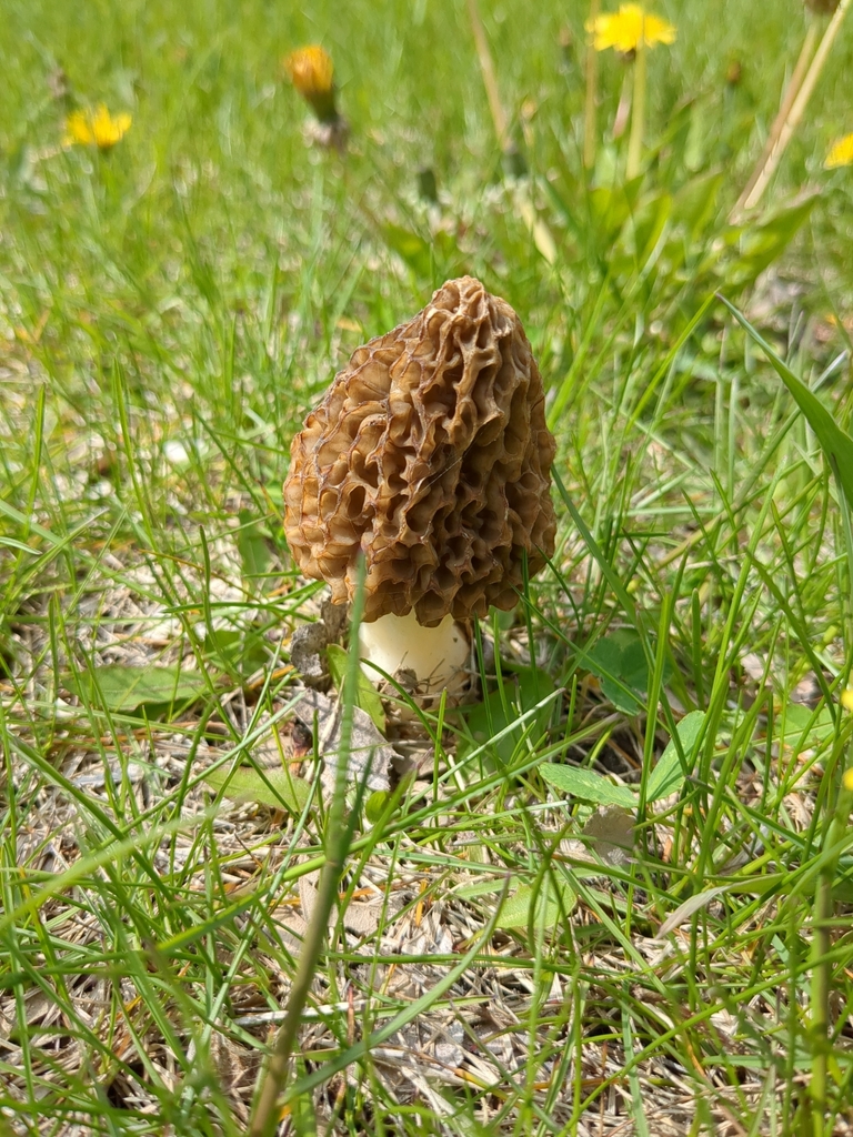 Section Morchella from Toronto, ON M5V 1A1, Canada on May 4, 2024 at 03 ...