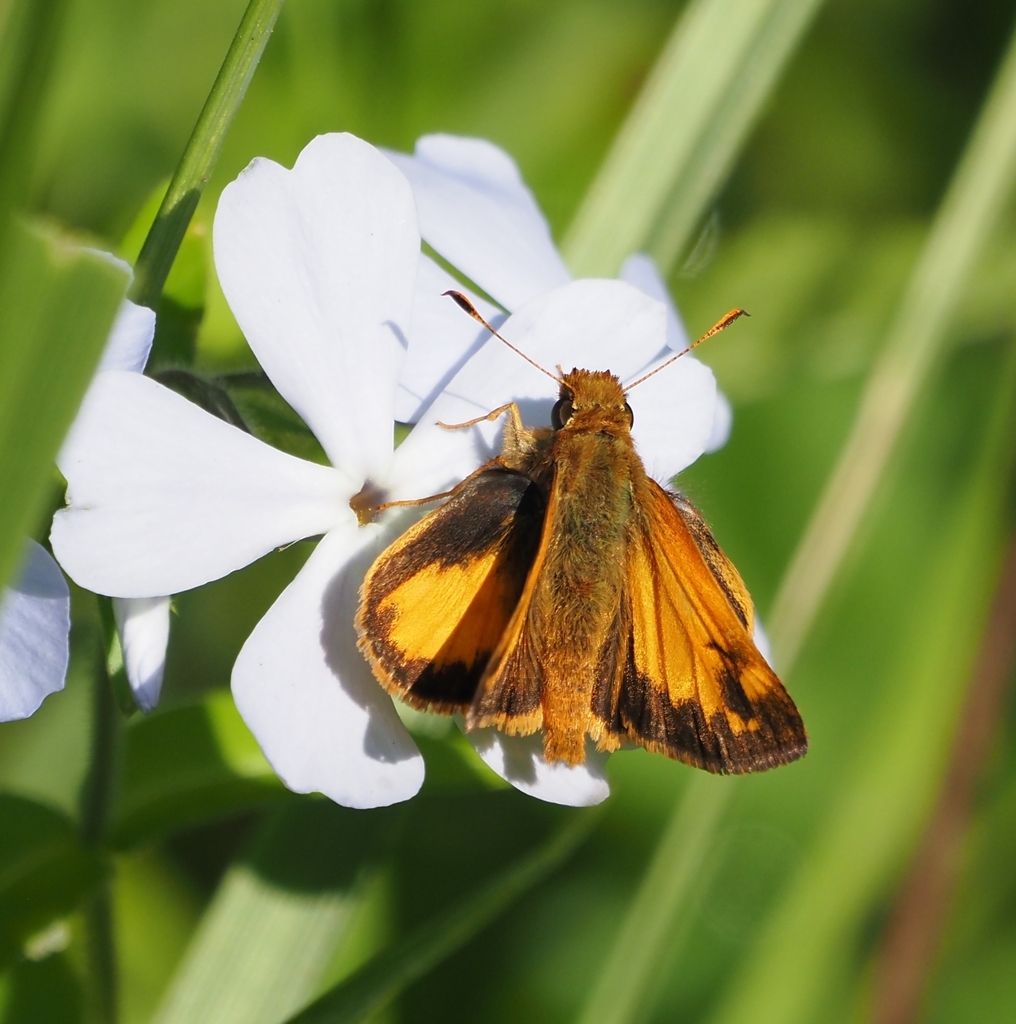Zabulon Skipper from McCloud Nature Park on May 4, 2024 at 09:43 AM by ...
