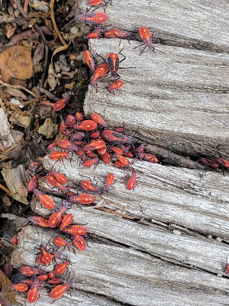 Eastern Boxelder Bug from Celina, TN 38551, USA on May 4, 2024 at 02:17 ...