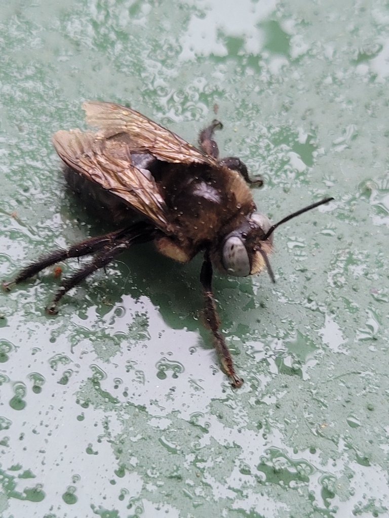 Horse-fly Carpenter Bee from Santa Teresa Hills, CA, USA on May 4, 2024 ...