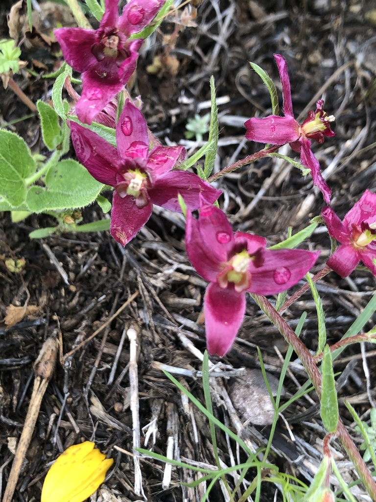 Trailing Rhatany from Clear Lake Ln, Weatherford, TX, US on May 4, 2024 ...