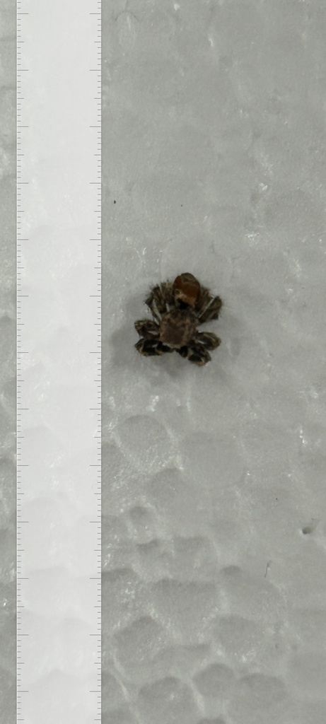 Typical Jumping Spiders from Ferrari McLeod Blvd, Reno, NV, US on April ...