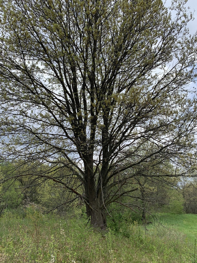 northern pin oak from Monticello, WI, US on May 4, 2024 at 02:29 PM by ...