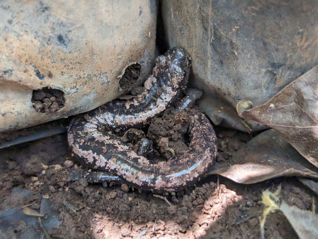 Yucatán Salamander in May 2024 by Greg Schechter · iNaturalist
