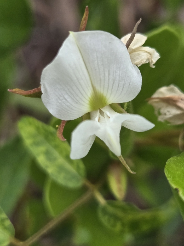 Elliott's milkpea from Lake Wales, FL 33898, USA on April 27, 2024 at ...