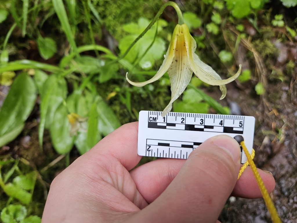 giant white fawn lily from Adair Village, OR 97330, USA on May 4, 2024 ...