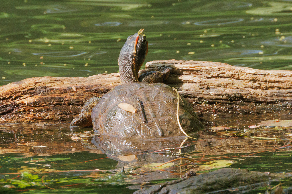 Wood Turtle in May 2024 by Elliotte Rusty Harold · iNaturalist