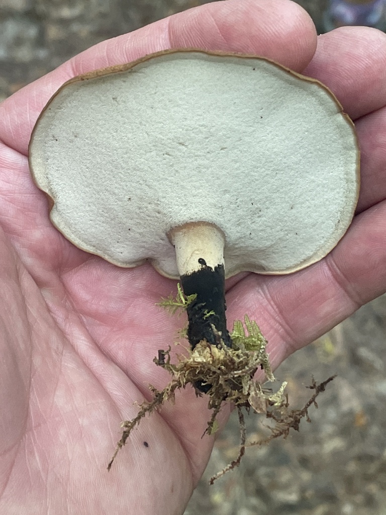 Elegant Polypore from Great Smoky Mountains National Park, Waynesville ...