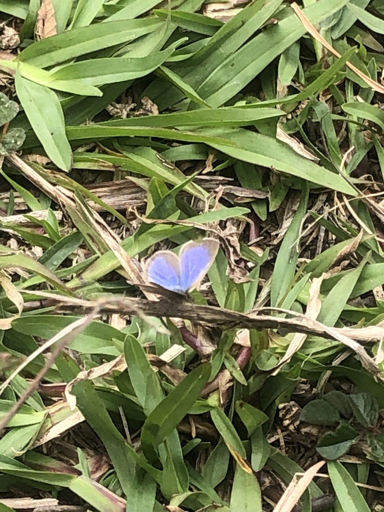 Lesser Grass Blue from Kīlauea, Pahoa, HI, US on April 17, 2024 at 11: ...