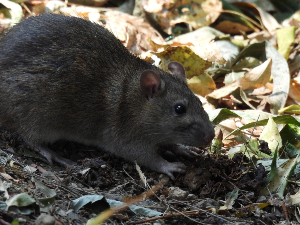 Rata gris asiática desde Valle del Sur, Ciudad de México, CDMX, México ...