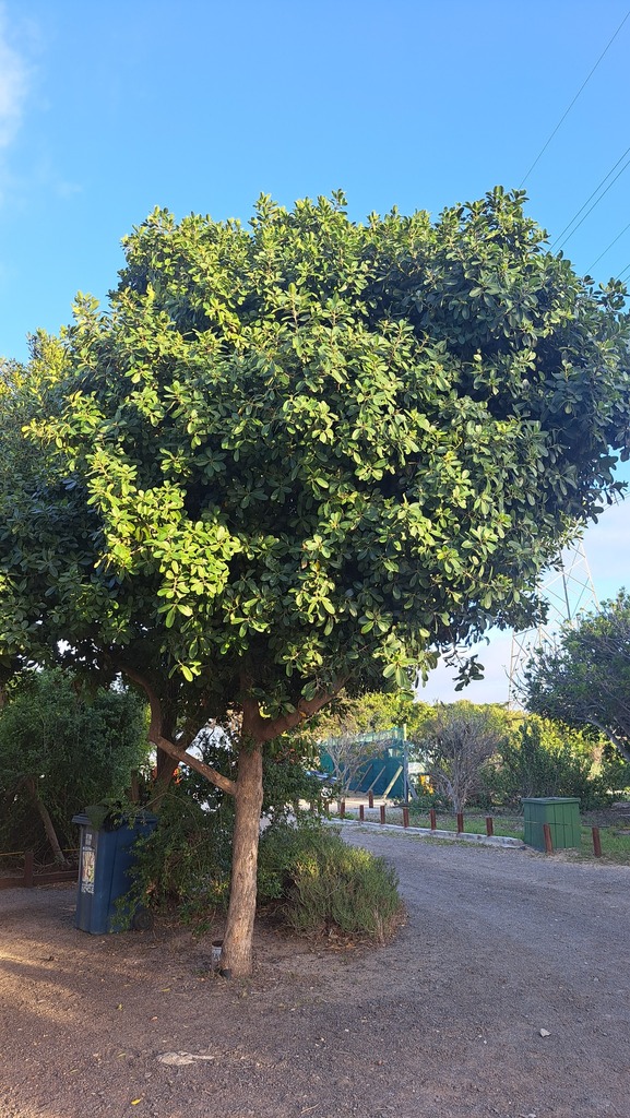 bully trees from Edith Stephens Nature Reserve, Edith Stephens Nature ...