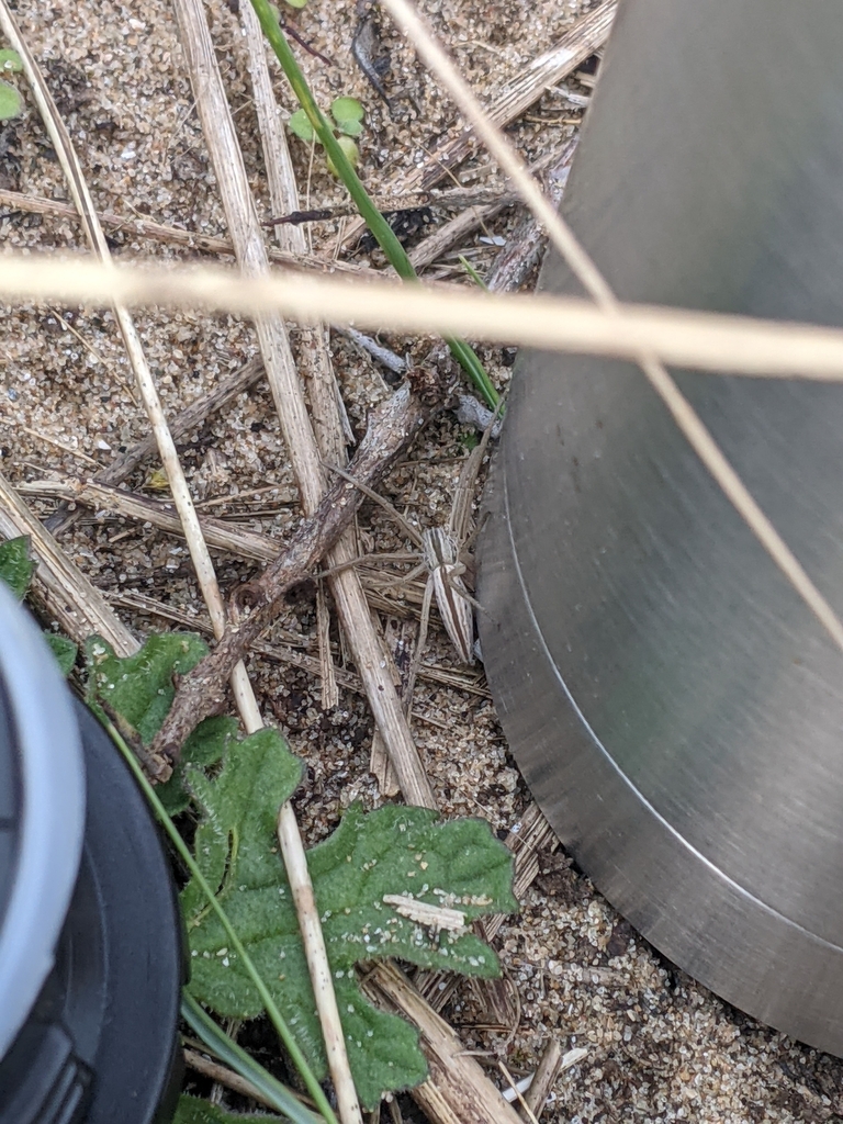Slender Crab Spiders from Ashleigh Road, Blackpill, Sketty, Swansea SA2 ...
