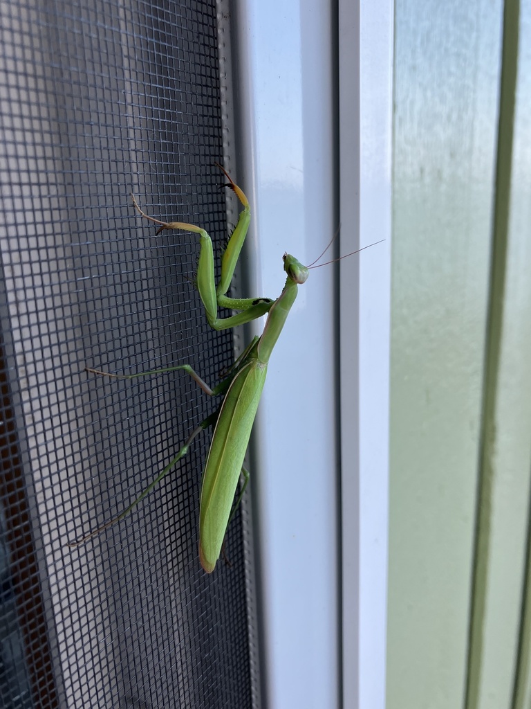 European Mantis in September 2023 by becky_h1 · iNaturalist