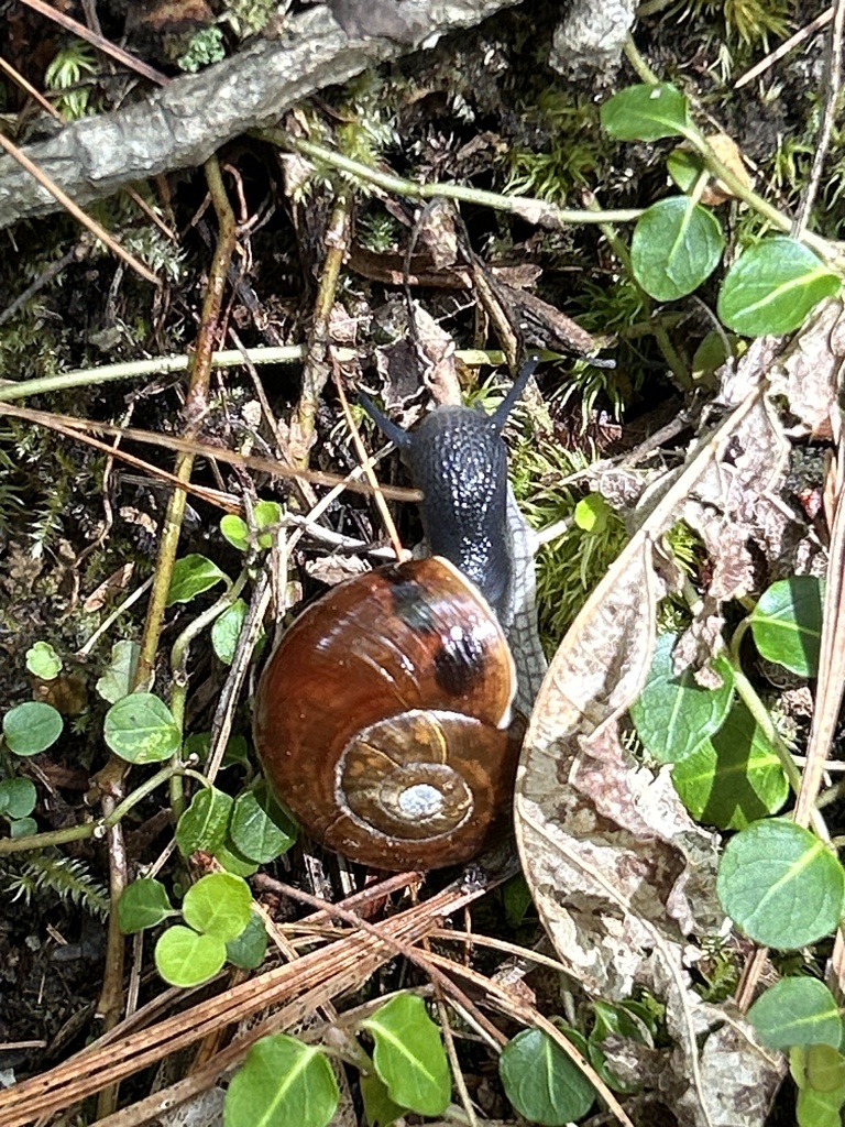 Button Snails from Great Smoky Mountains National Park, Townsend, TN ...
