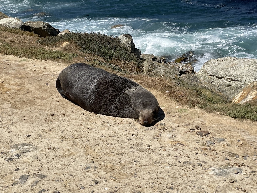 Long-nosed Fur Seal from South Island / Te Waipounamu, Port Chalmers ...