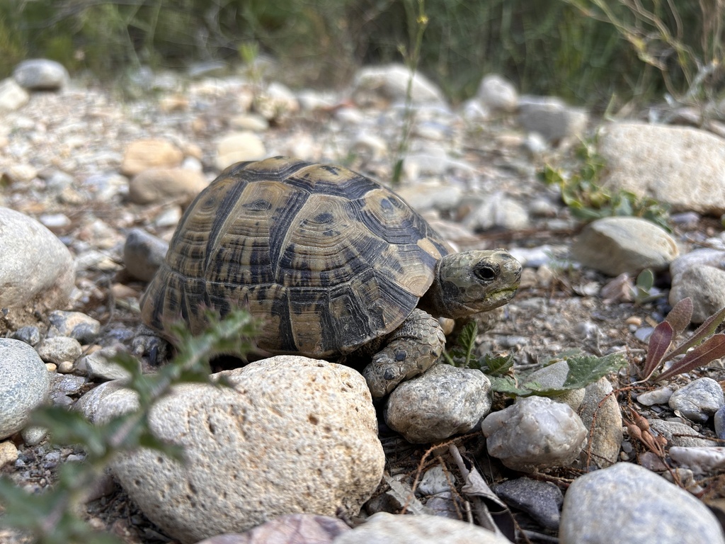 Moorish Tortoise in May 2024 by Gonçalo Almeida · iNaturalist