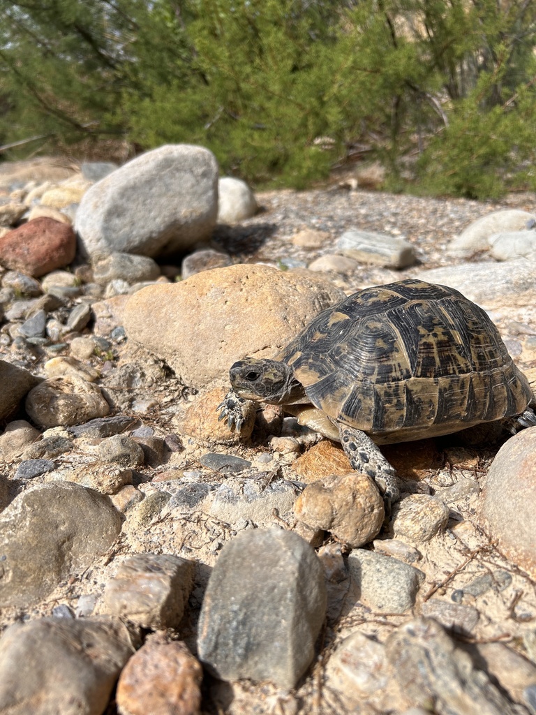 Moorish Tortoise in May 2024 by Gonçalo Almeida · iNaturalist