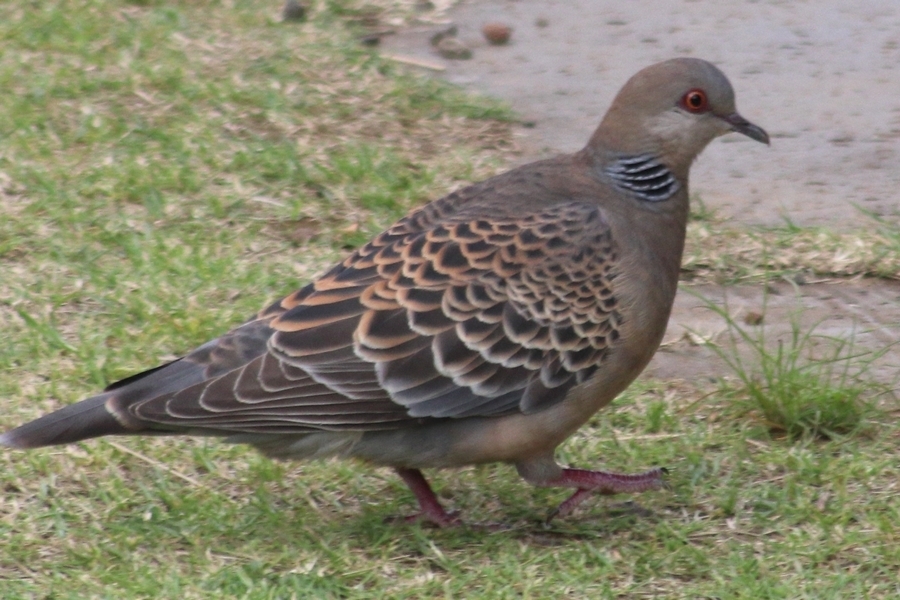Oriental Turtle-Dove from Pyoseon-myeon, Seogwipo-si, Jeju-do, South ...