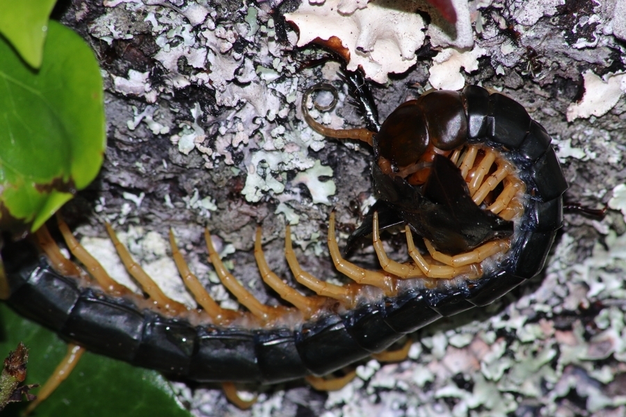 Giant Centipedes from Aokatago, Shinkamigoto, Minamimatsuura District ...
