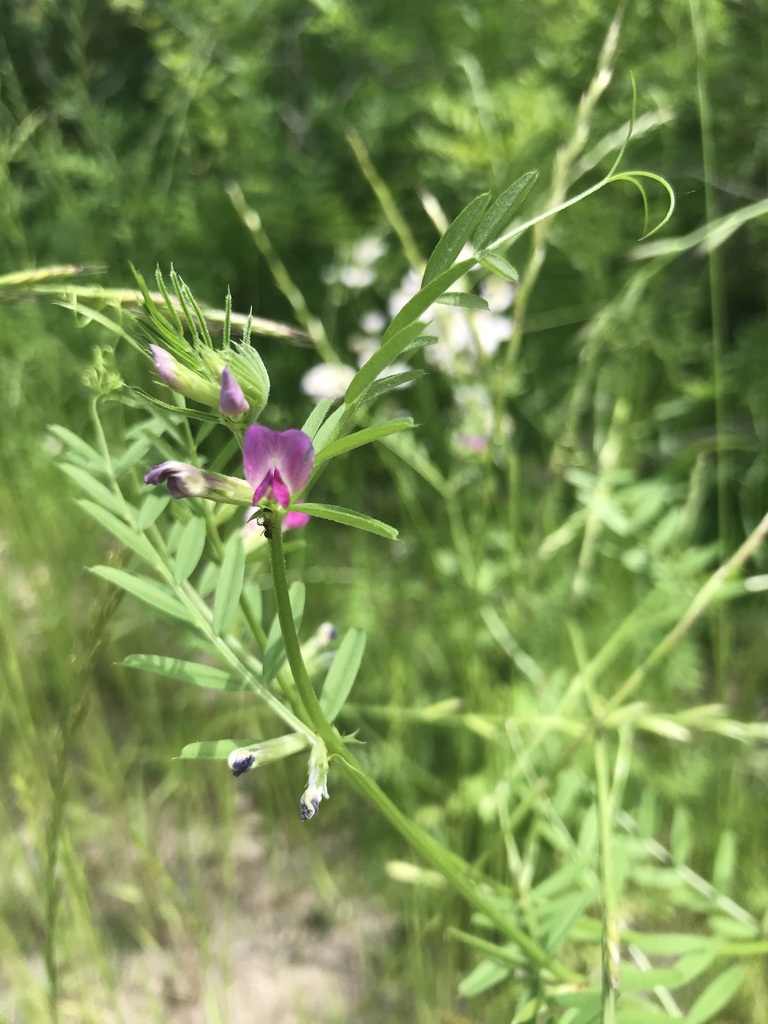 Common Vetch from Lake County, OH, USA on June 3, 2020 at 02:03 PM by ...