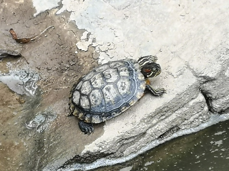 Pond Slider from 香港海洋公園 on April 26, 2019 at 12:40 PM by Nelson Wan ...