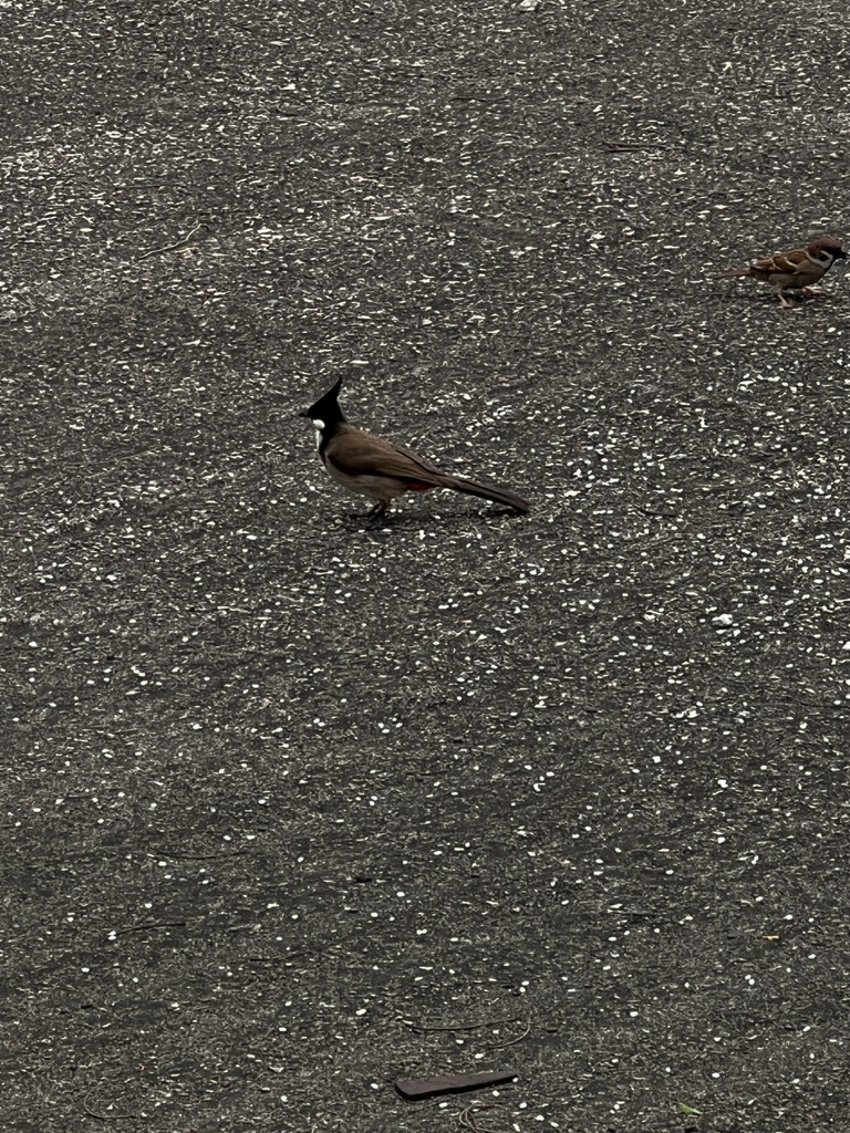 Red-whiskered Bulbul from Dangzai Dao, 氹仔, MO on April 30, 2024 at 04: ...