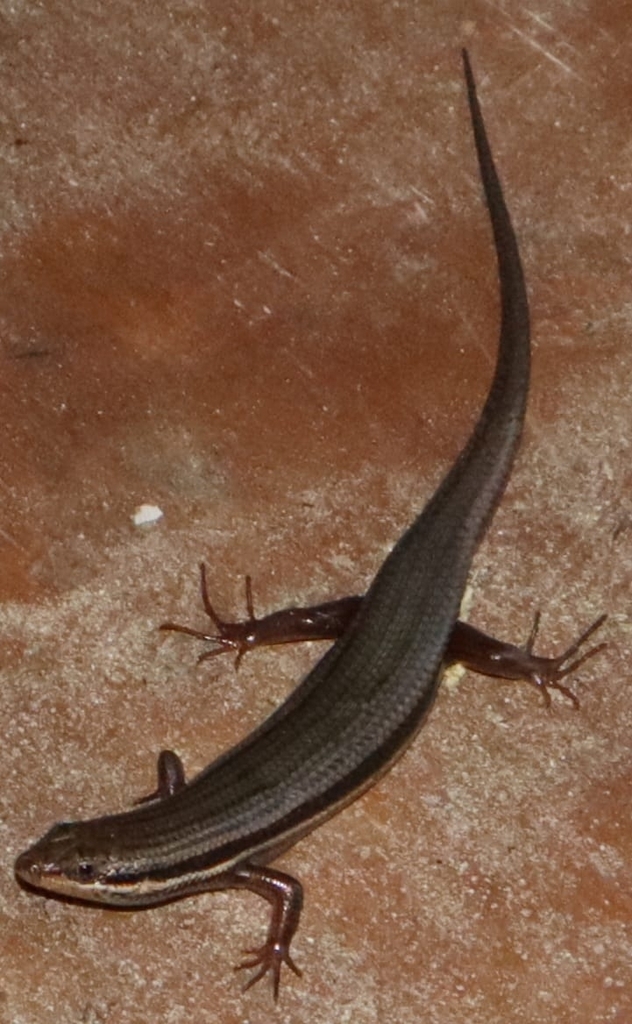 Red-sided Skink from George Municipality, South Africa on April 27 ...