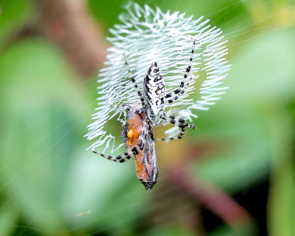 Yellow Garden Spider from Harris County, TX, USA on May 4, 2024 at 02: ...