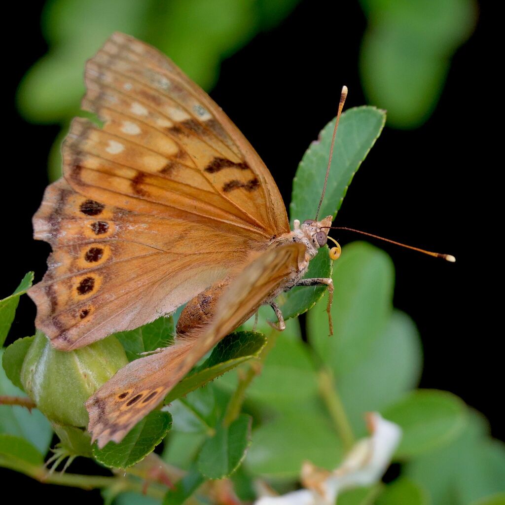 Tawny Emperor from Harris County, TX, USA on May 4, 2024 at 02:52 PM by ...