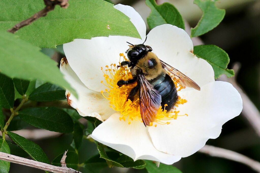 Large Carpenter Bees from Harris County, TX, USA on May 4, 2024 at 03: ...