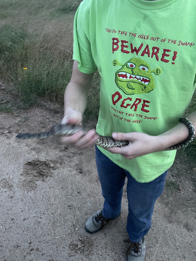 Diamondback Watersnake from County Road 260, East Bernard, TX, US on ...