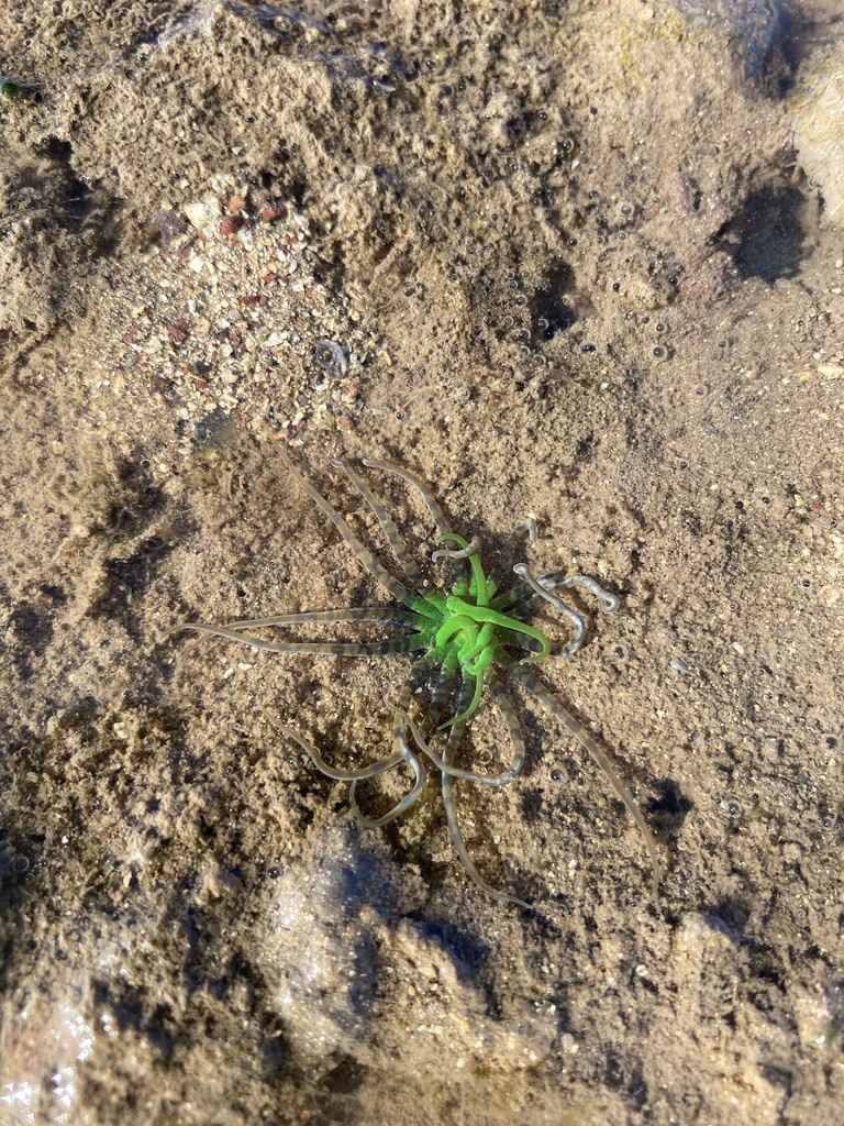 Edwardsianthus from Moreton Bay, Wellington Point, QLD, AU on May 5 ...