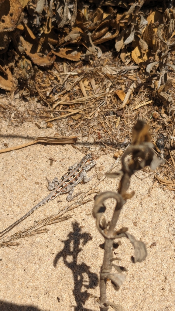 Western Heath Dragon from 3QH4+67 Floreat Dog Beach, City Beach WA 6015 ...