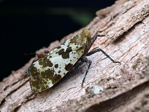 Penthicodes caja · iNaturalist Mexico